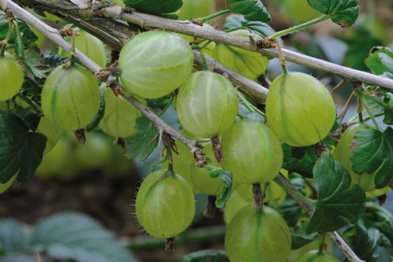 Gooseberry: Discover The Nutritional Power And Why You Should Add Them ...